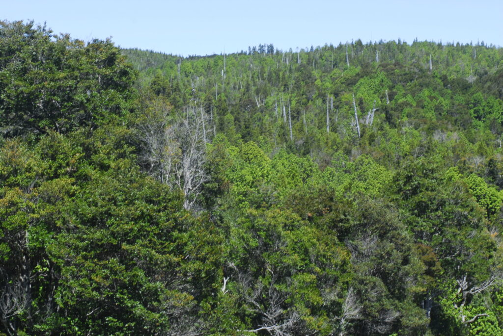 Chile celebra Día del Árbol destacando Programa de Arborización y ...