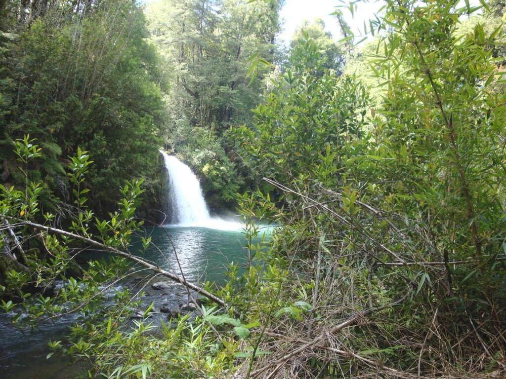 Restauración y protección de bosques impactan también en regulación del ...