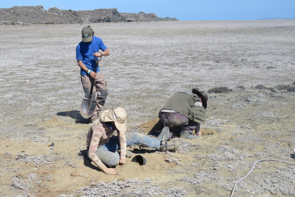 Después de 40 años vuelve a nacer un yunco en isla Chañaral - CONAF
