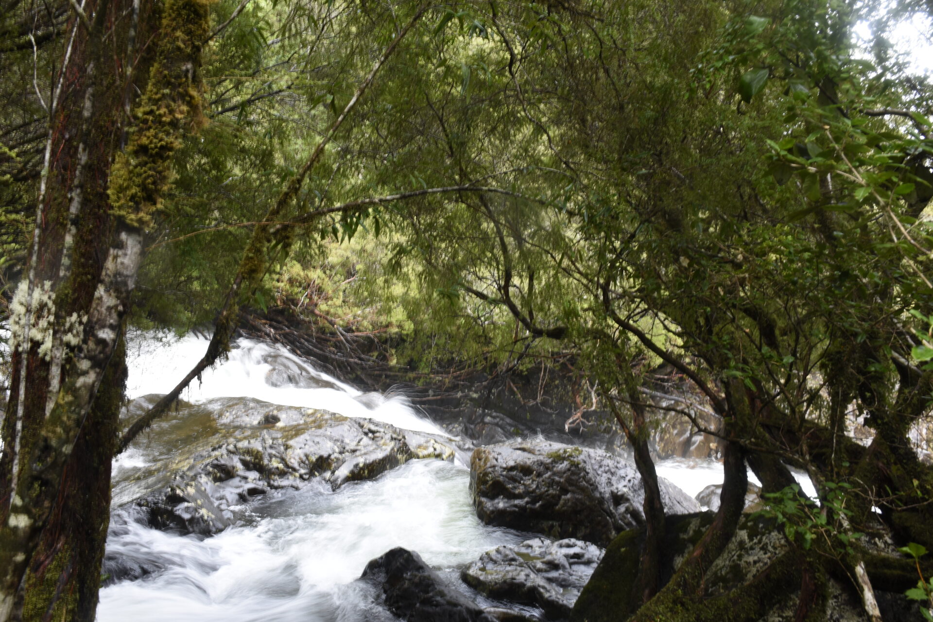 Parque Nacional Alerce Andino CONAF Parque Nacional Alerce Andino CONAF