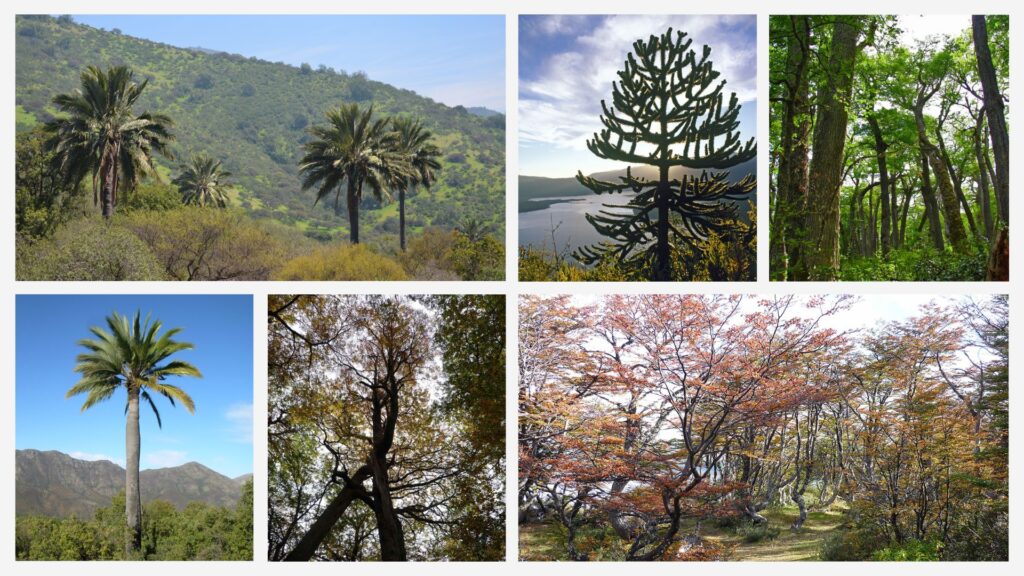 Los tipos forestales siempreverde y lenga reinan en el bosque nativo ...