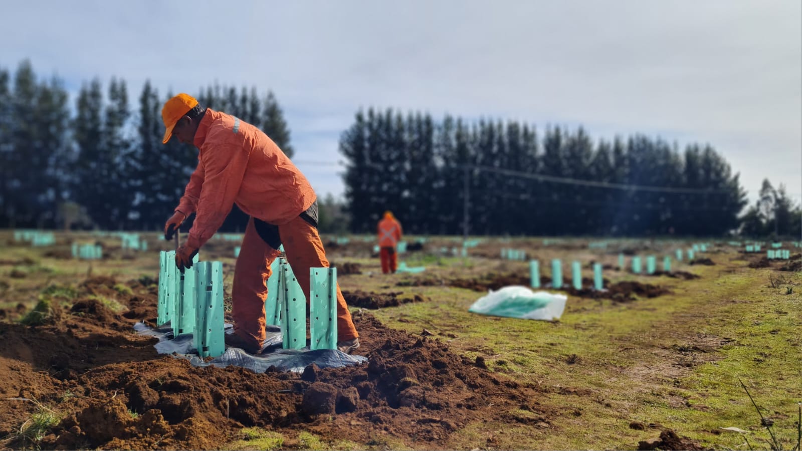 Inician restauración de bosque nativo a gran escala en la Región del ...