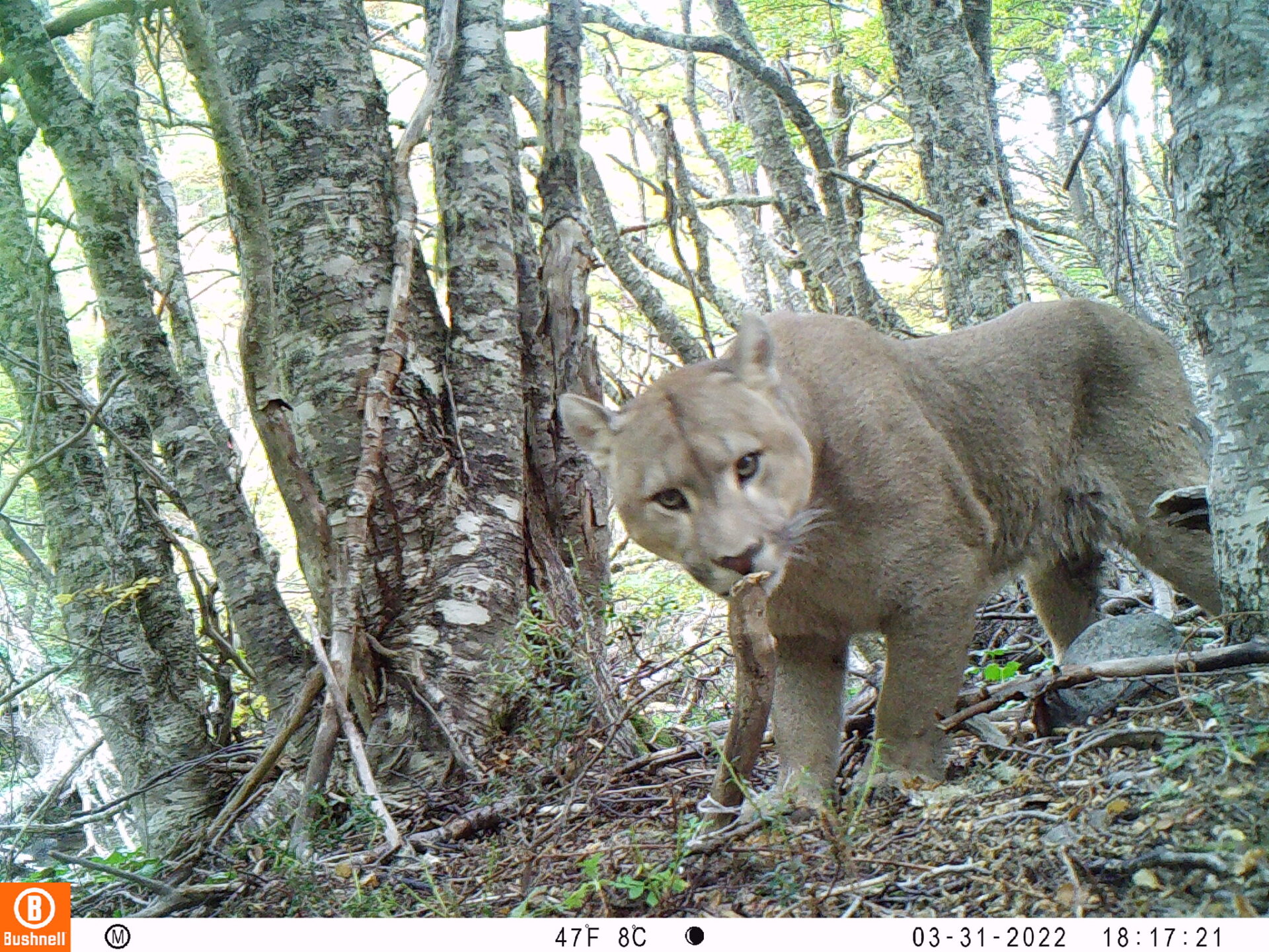 Importancia biológica del puma en Chile - CONAF