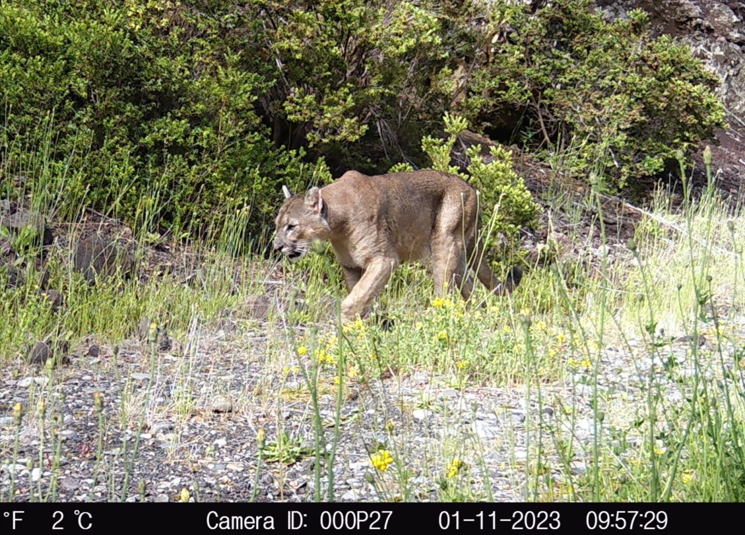 Importancia biológica del puma en Chile - CONAF