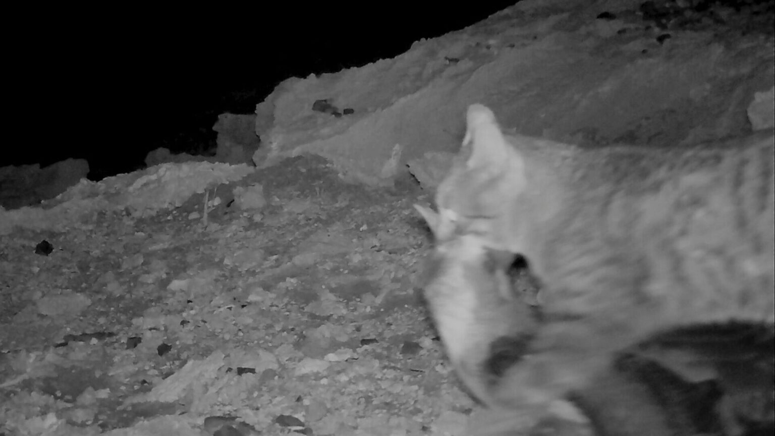 Registran ataque de un gato doméstico a uno de los fardelarios del ...