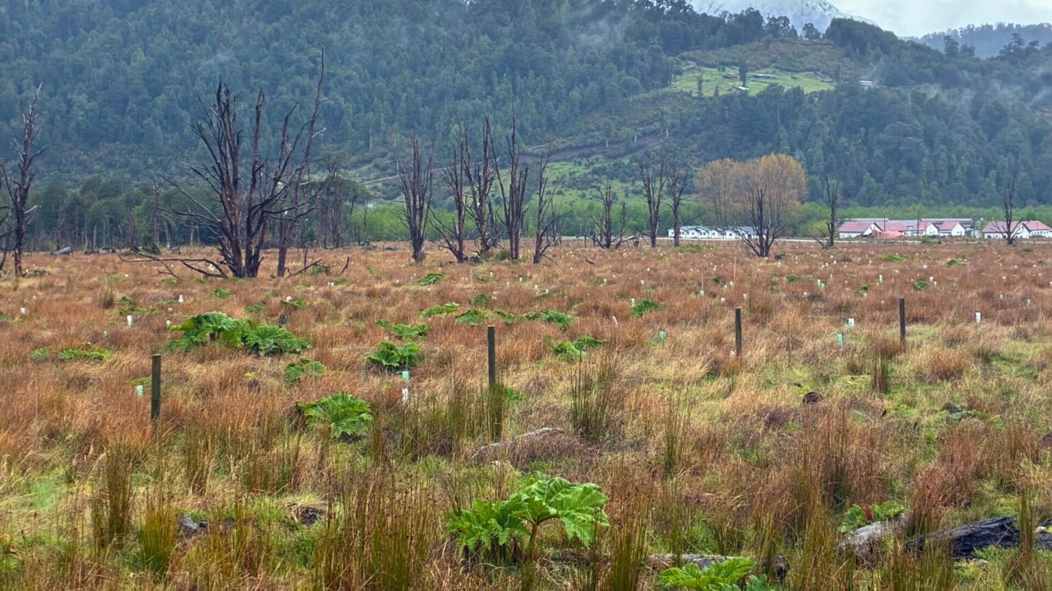 Proyecto de restauración de bosque en la Provincia de Palena es ...